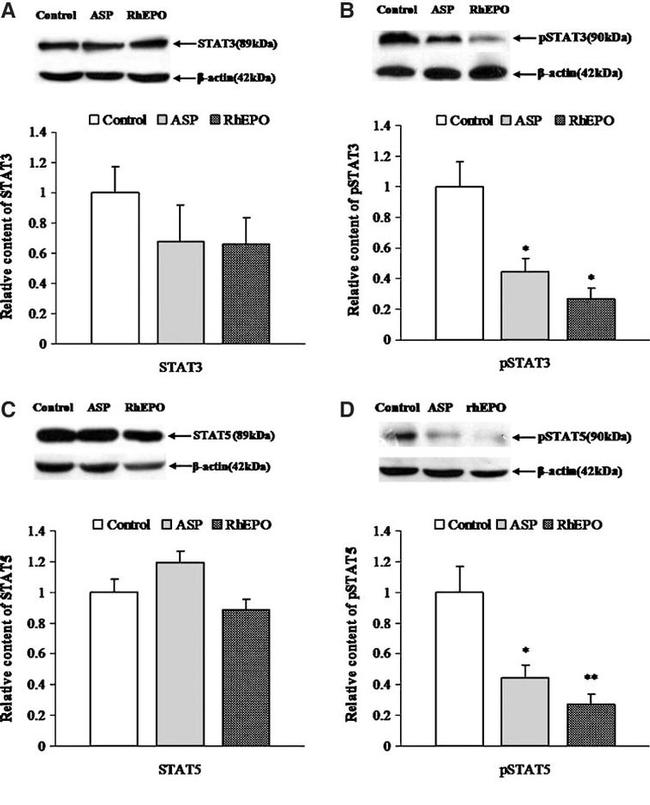 Phospho-STAT3 (Tyr705) Antibody (44-380G)