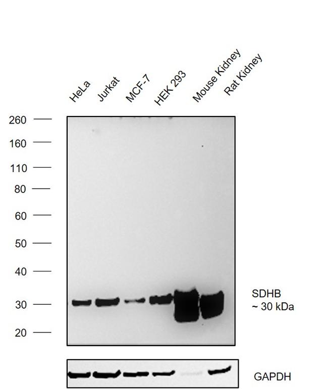 SDHB Monoclonal Antibody (21A11AE7) (459230)