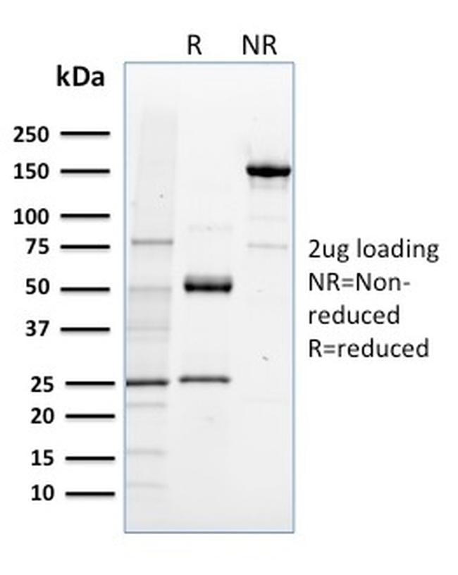 NRF1 Antibody (4899-MSM1-P1)