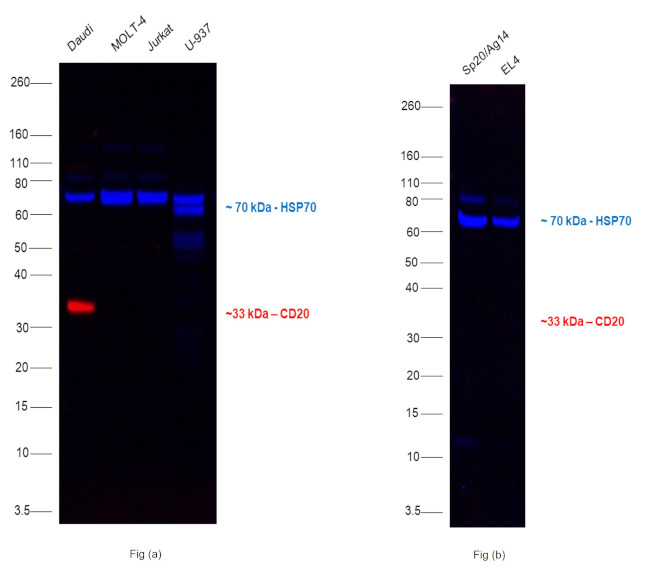 CD20 Monoclonal Antibody (L26), eFluor™ 660 (50-0202-82)