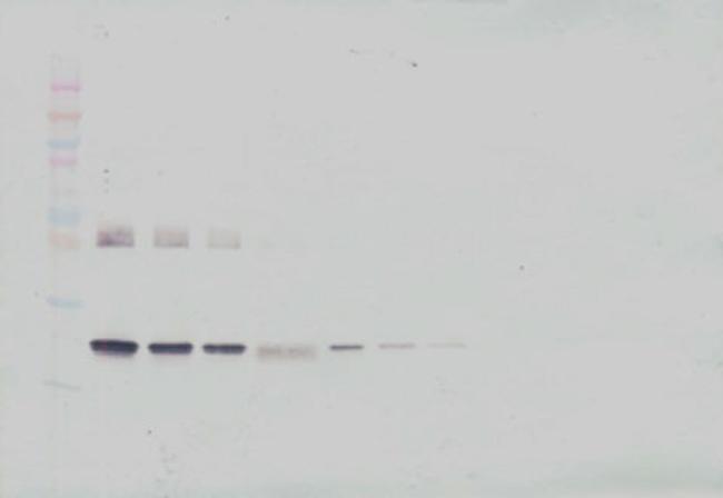IL-6 Monoclonal Antibody (500-M06-500UG)