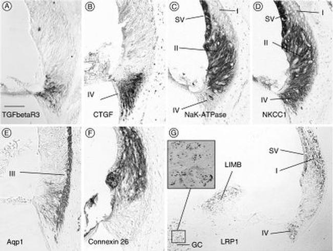 Connexin 26 Antibody (51-2800)