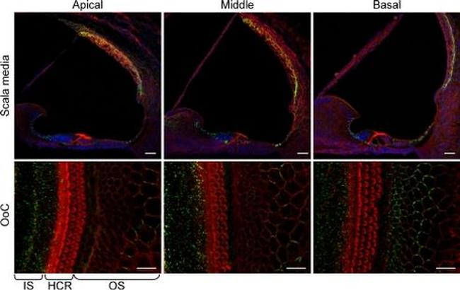 Connexin 26 Antibody (51-2800)