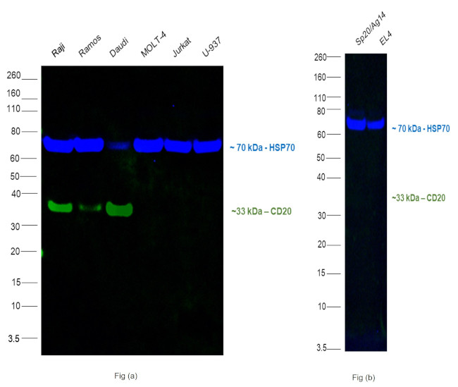 CD20 Monoclonal Antibody (L26), Alexa Fluor™ 488 (53-0202-82)