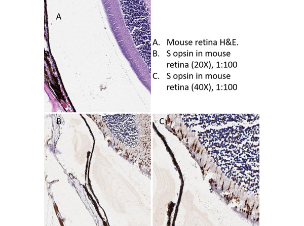S Opsin Polyclonal Antibody (600-101-MP7)