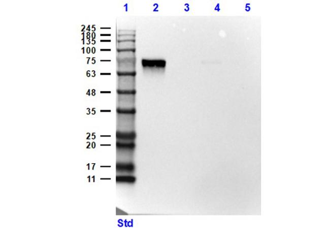 SLC40A1 Polyclonal Antibody (600-401-MG1)