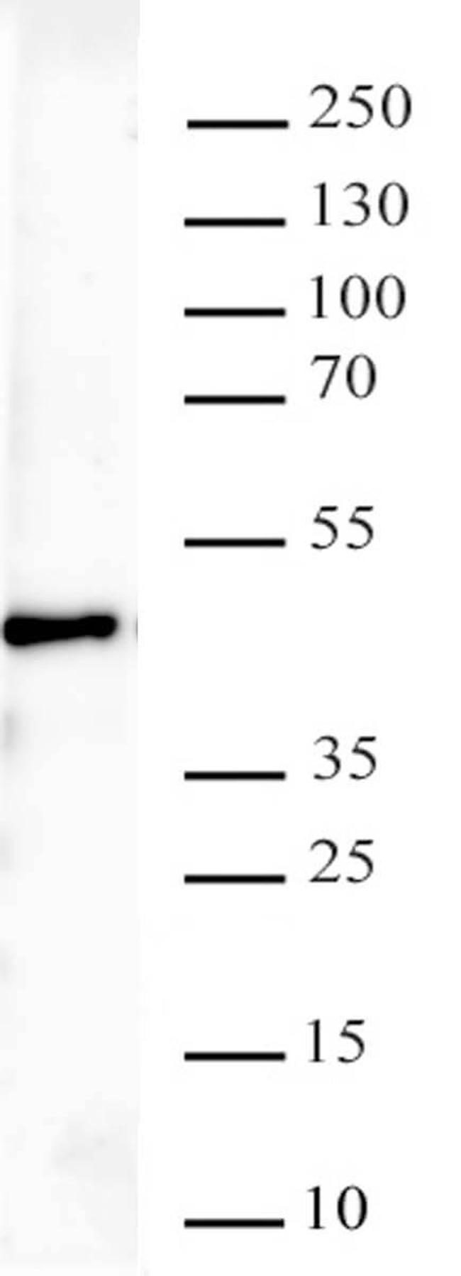 c-Jun Polyclonal Antibody (65707ACTMOTIF)