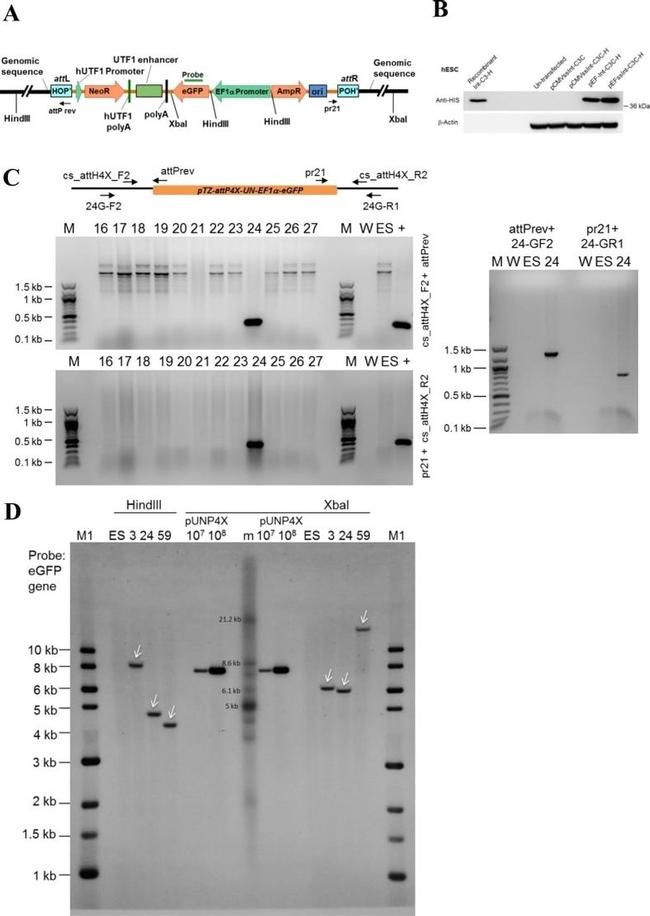 6x-His Tag Antibody, Biotin (MA1-21315-BTIN)