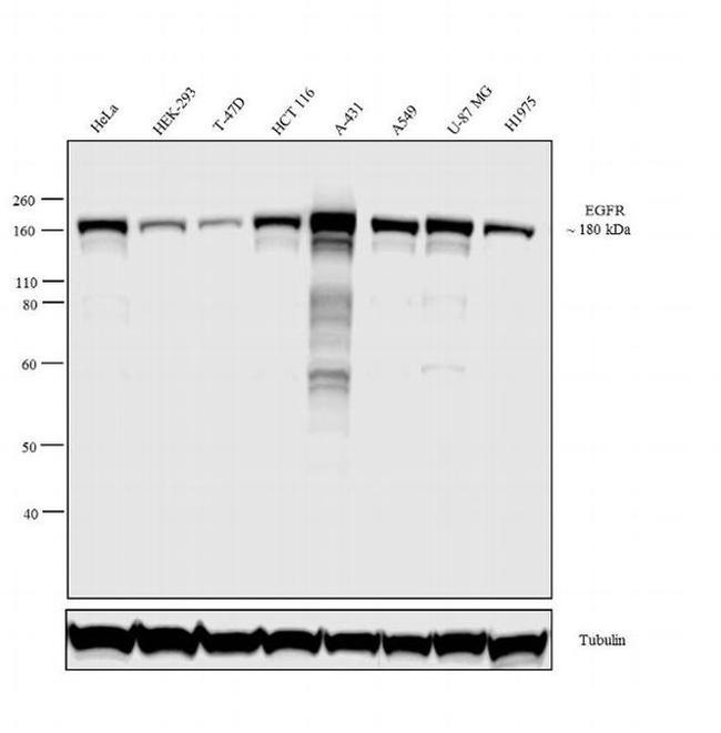 EGFR Antibody (700308)