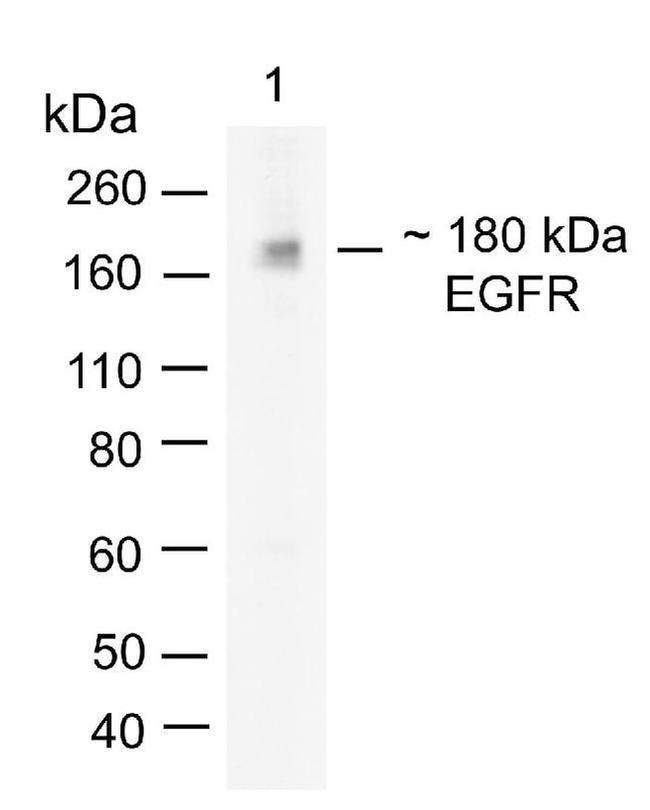 EGFR Antibody (700308)
