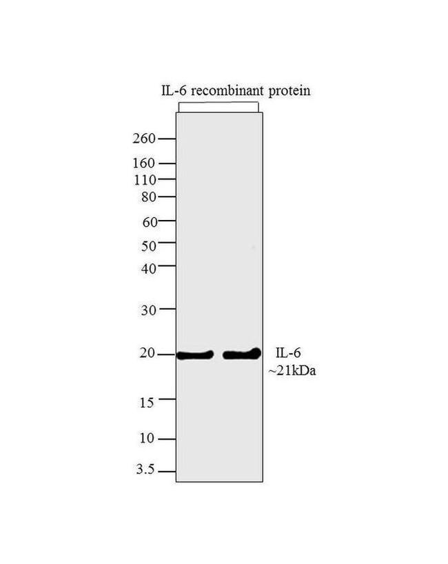 IL-6 Antibody (701028)