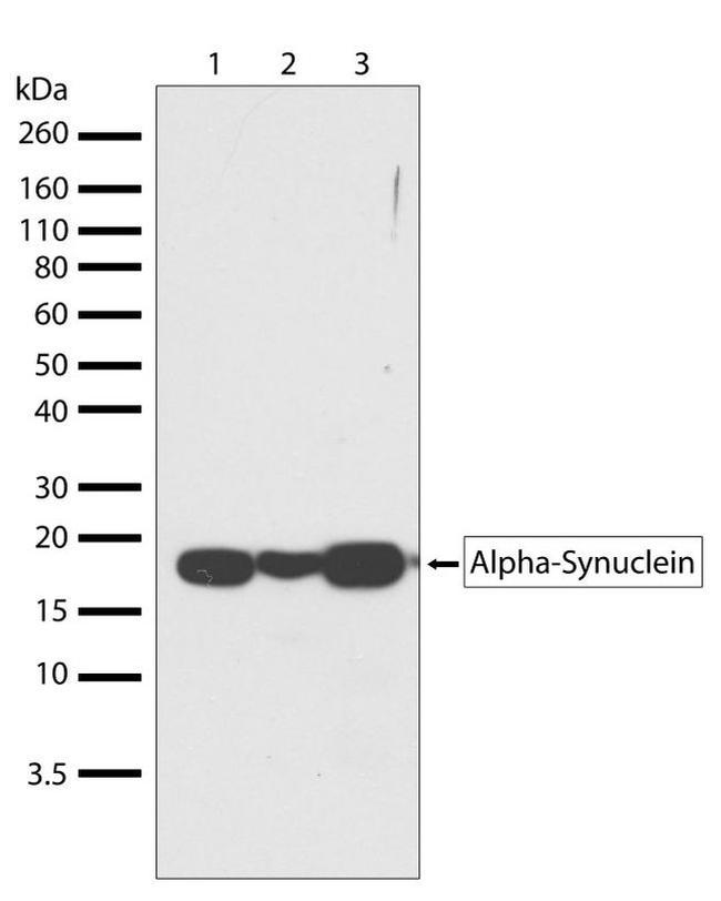alpha Synuclein Antibody (701085)