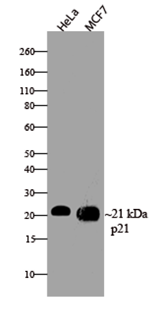 p21 Recombinant Monoclonal Antibody (2H2L13) (701151)