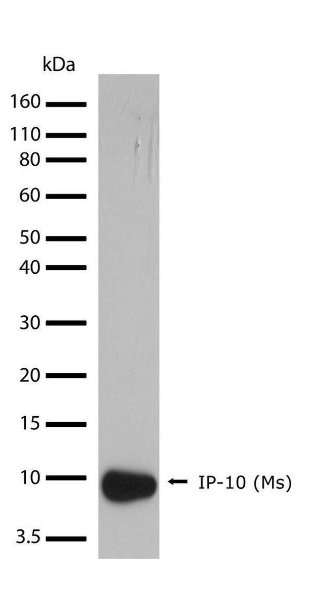CXCL10 Antibody (701225)