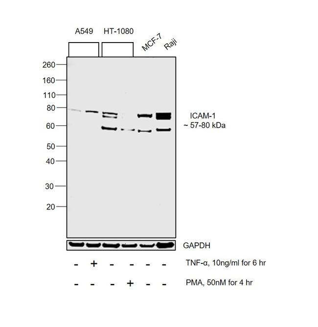 ICAM-1 Antibody (701254)