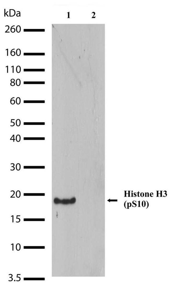 Phospho-Histone H3 (Ser10) Antibody (701258)