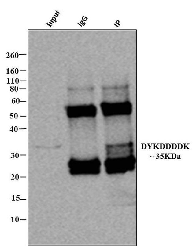 DYKDDDDK Tag Antibody (701629)