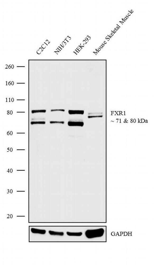 FXR1 Recombinant Monoclonal Antibody (6H25L10) (702410)