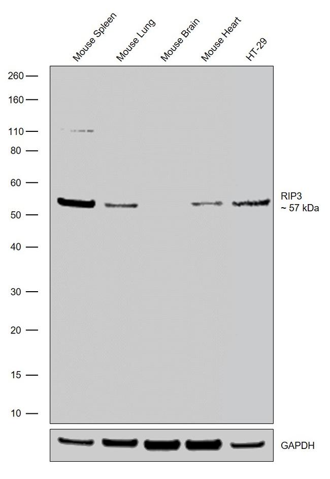 RIP3 Recombinant Monoclonal Antibody (18H1L23) (703750)