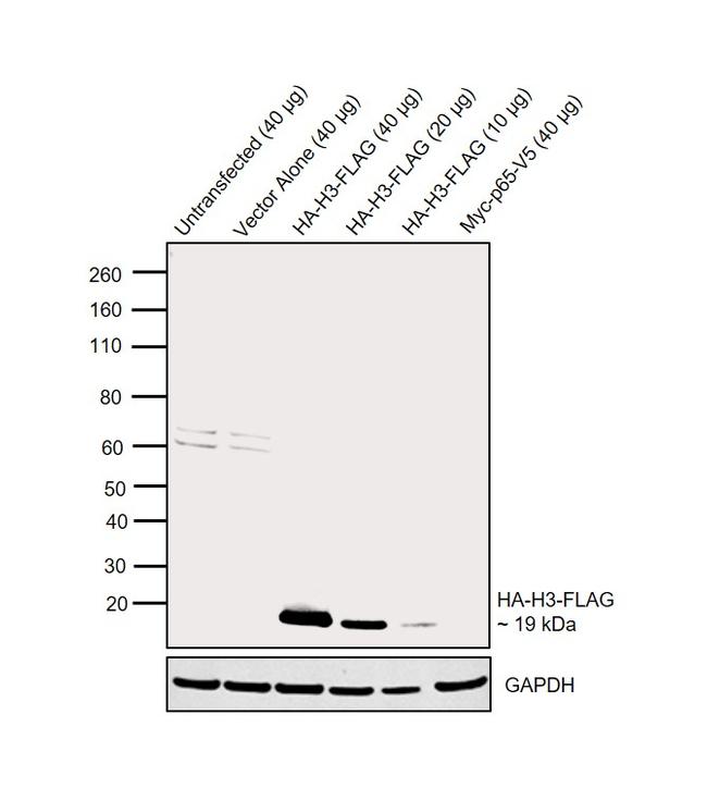 HA Tag Antibody (71-5500)