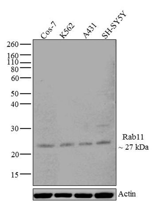 RAB11A Antibody (71-5300)