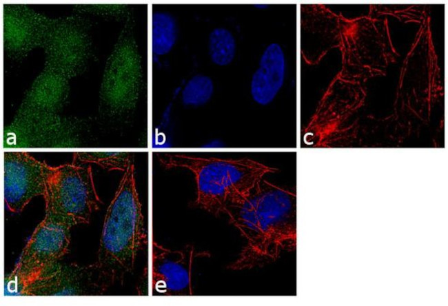 FHIT Antibody (71-9000)