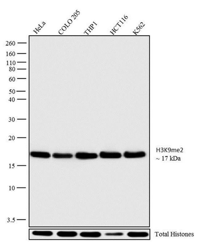 H3K9me2 Polyclonal Antibody (720092)