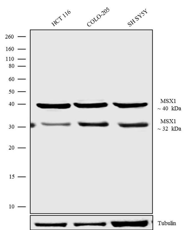 MSX1 Polyclonal Antibody (720172)