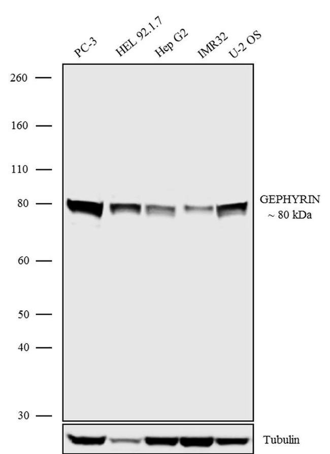Gephyrin Antibody (720218)