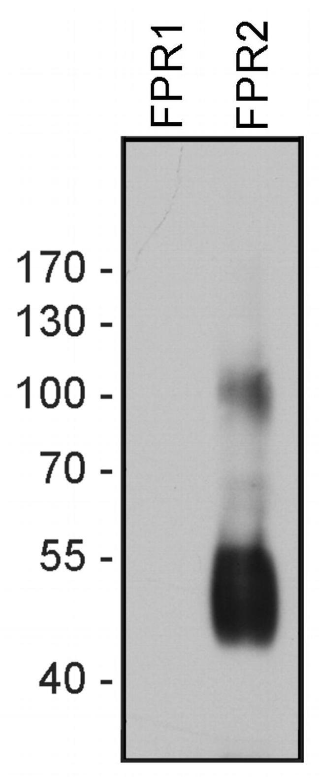 FPR2 Polyclonal Antibody (720367)