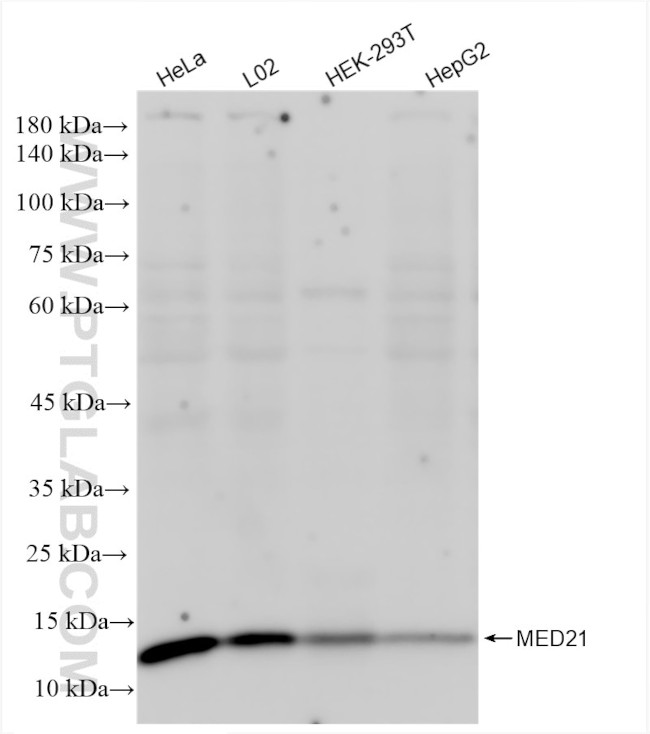 MED21 Recombinant Monoclonal Antibody (240419E2) (83510-1-RR)