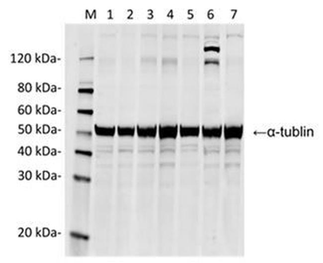 SpCas9 Antibody (A01935-40)
