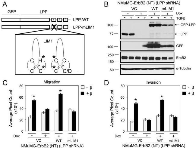 GFP Antibody, HRP (A10260)