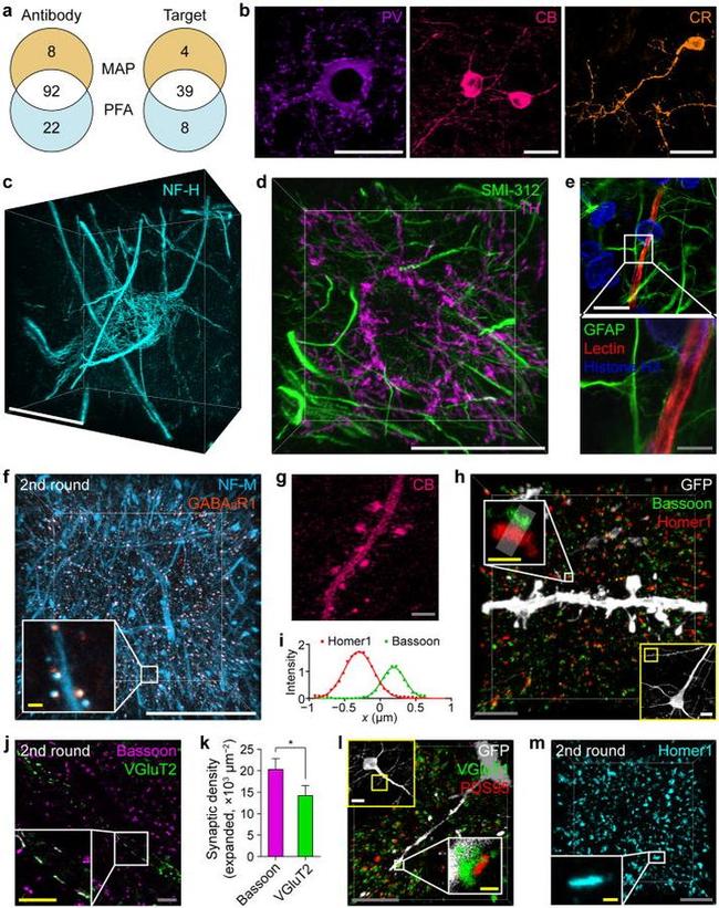 GFP Antibody, Alexa Fluor™ 647 (A-31852)