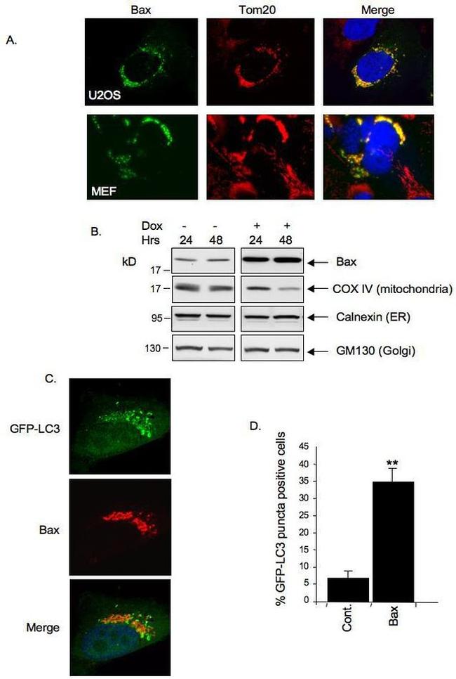 OxPhos Complex IV subunit IV Antibody (A-21347)