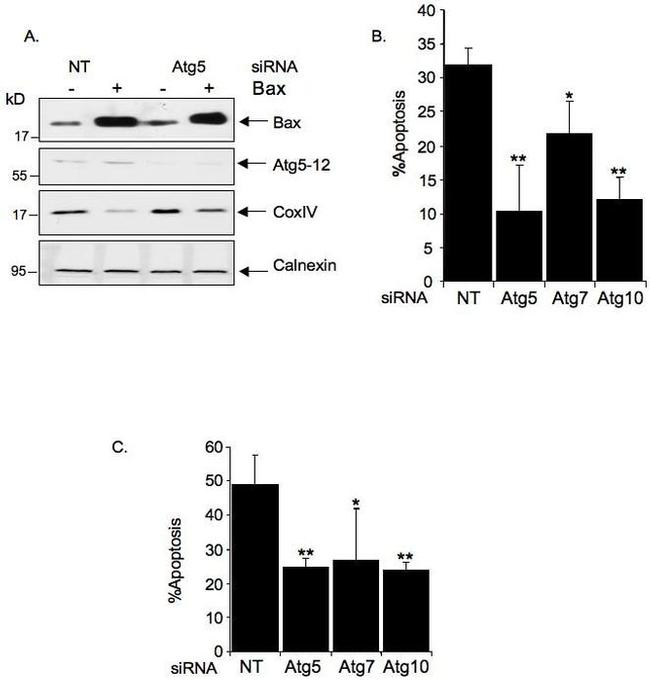 OxPhos Complex IV subunit IV Antibody (A-21347)