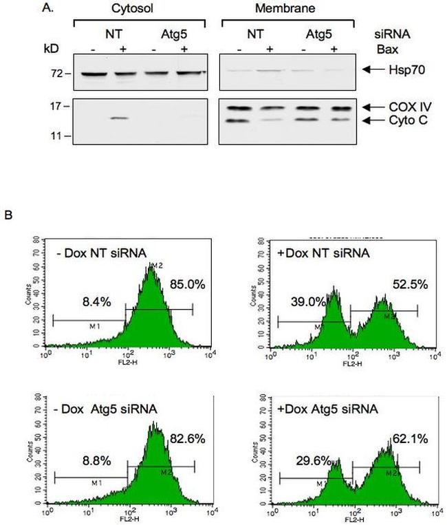 OxPhos Complex IV subunit IV Antibody (A-21347)