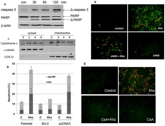 OxPhos Complex IV subunit IV Antibody (A-21347)