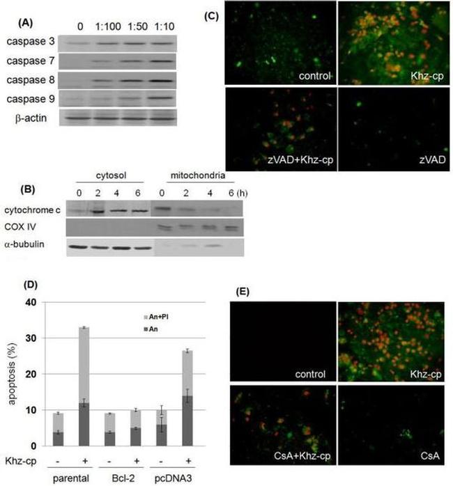 OxPhos Complex IV subunit IV Antibody (A-21347)