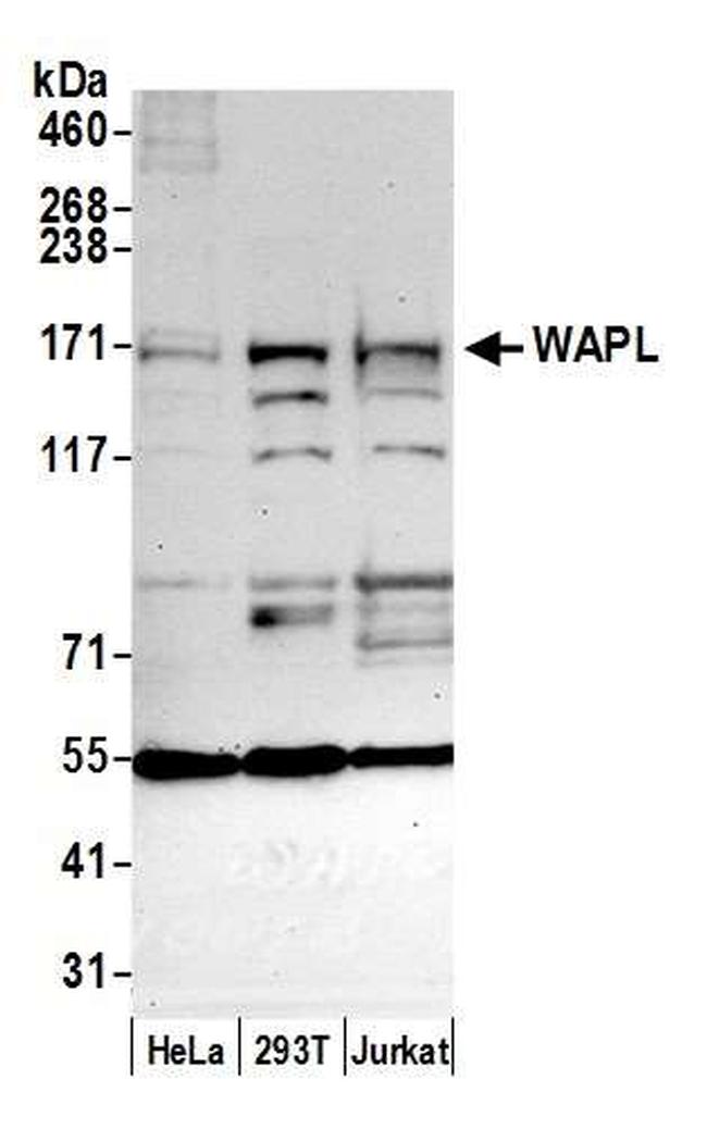 WAPL Polyclonal Antibody (A300-268A)