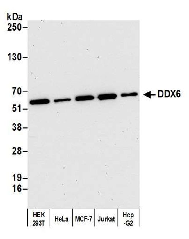 DDX6 Polyclonal Antibody (A300-461A)