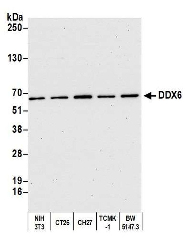 DDX6 Antibody (A300-461A)