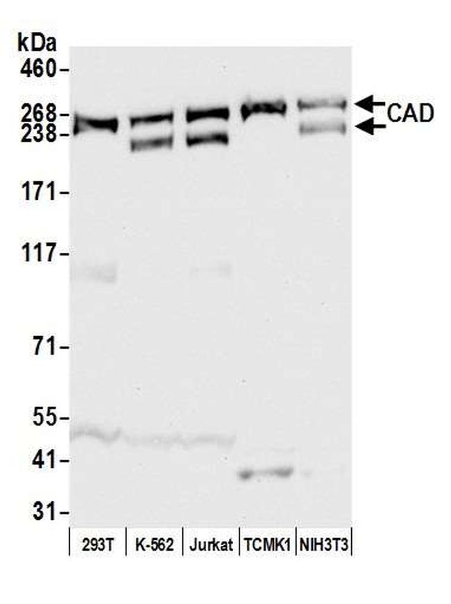 CAD Polyclonal Antibody (A301-374A)