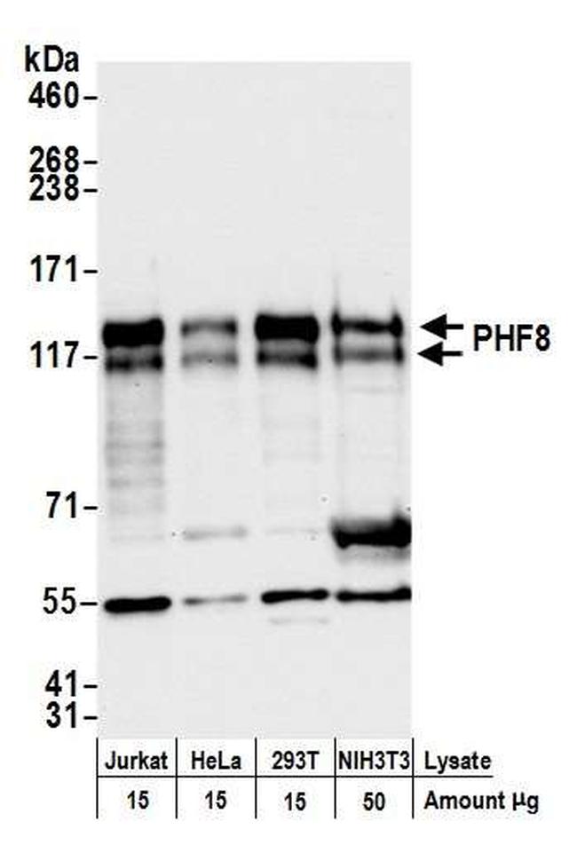 PHF8 Polyclonal Antibody (A301-772A)
