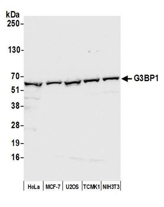 G3BP1 Polyclonal Antibody (A302-033A)