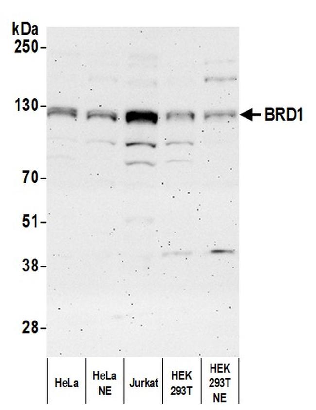 BRD1 Polyclonal Antibody (A302-366A)