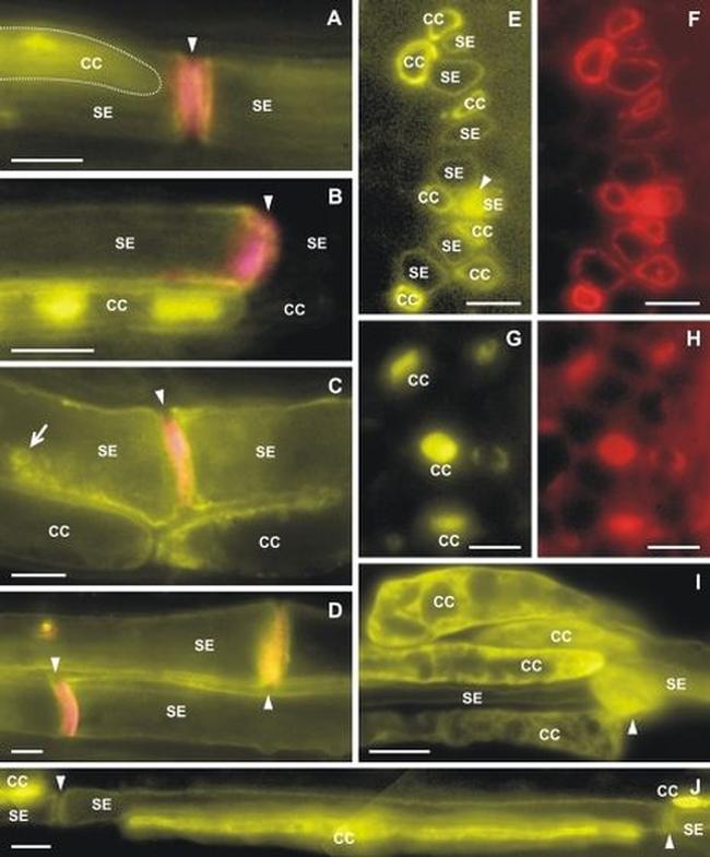 GFP Antibody, Alexa Fluor™ 555 (A-31851)