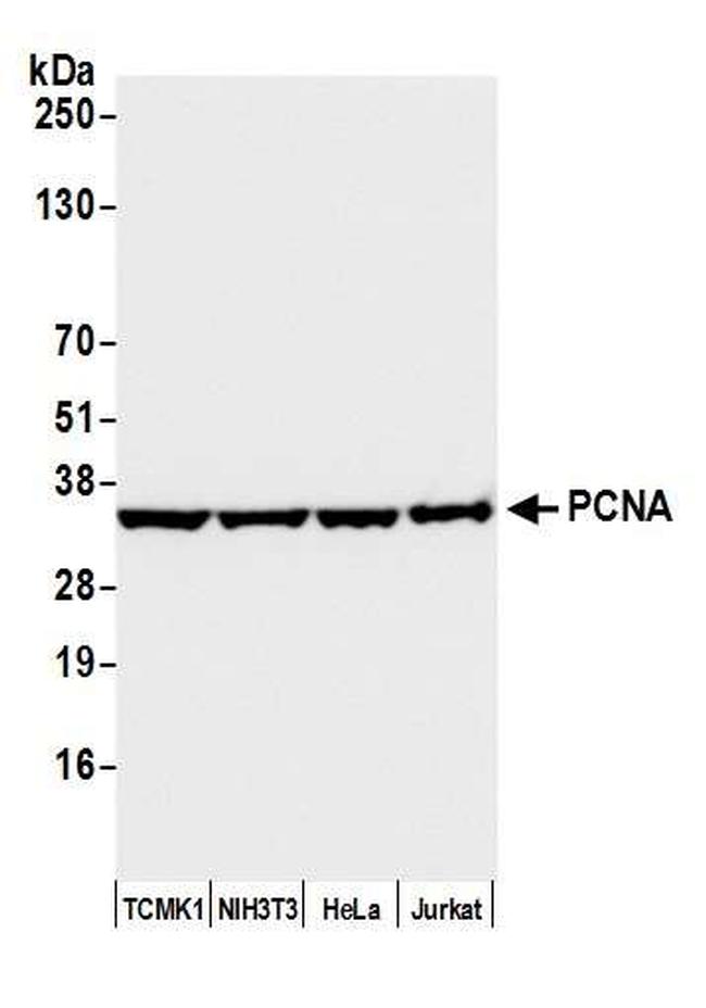 PCNA Monoclonal Antibody (PC10) (A500-024A)