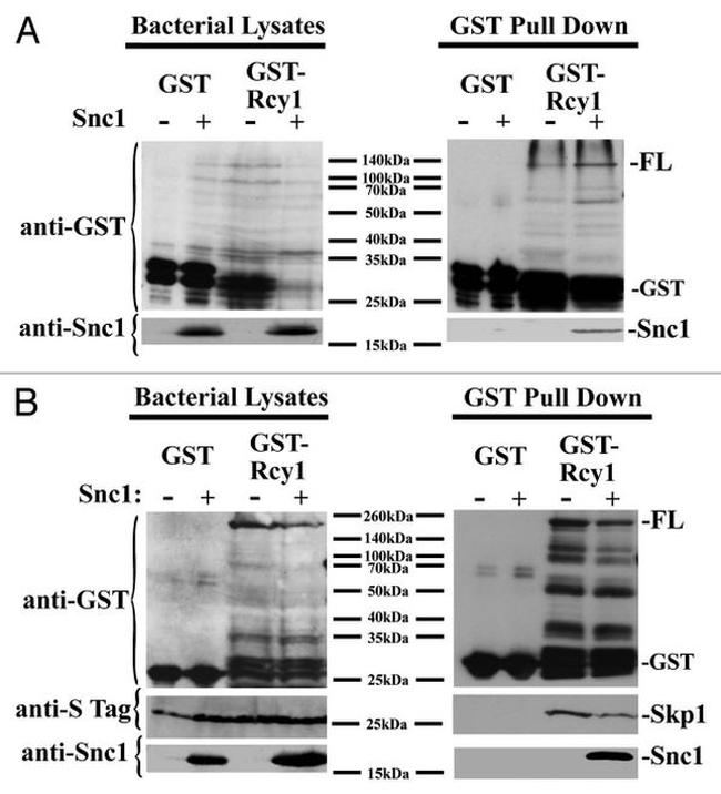 GST Tag Antibody (A-5800)