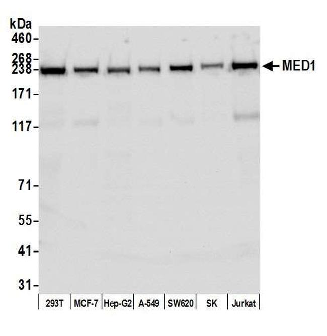 MED1 Antibody (A700-037)